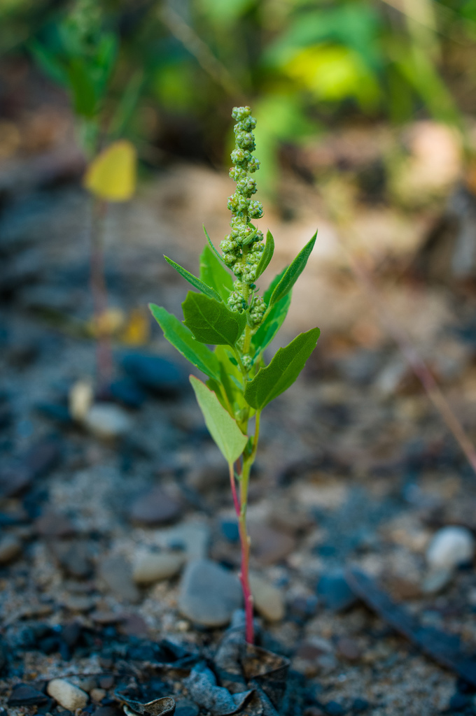 White Goosefoot (Chenopodium album album) - Botanical Realm