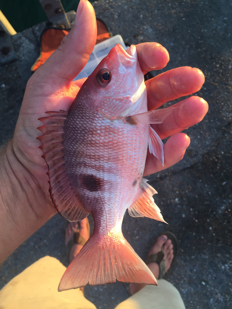 Northern Red Snapper in October 2016 by Jon McIntyre · iNaturalist