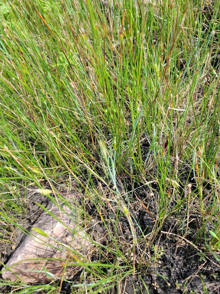 Tufted Foxtail from Pipestone County, MN, USA on July 9, 2025 at 10:56 ...