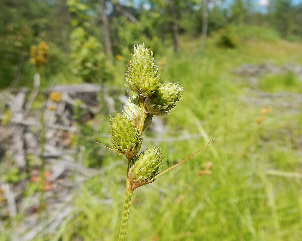 clustered sedge in July 2025 by John Scholze. Population of 1800 stems ...
