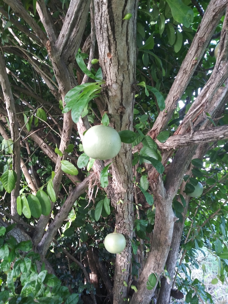 Calabash Tree from East End, St Croix 00820, USVI on October 6, 2019 at ...