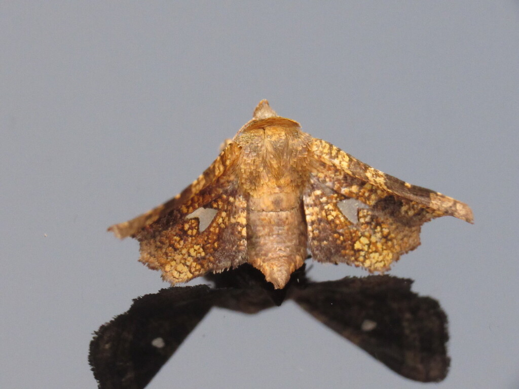Eyed Dysodia Moth from Bellbrook, Greene County, OH, USA on July 9 ...