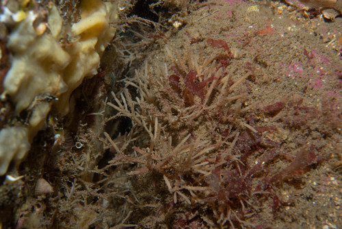 Cellaria fistulosa · iNaturalist