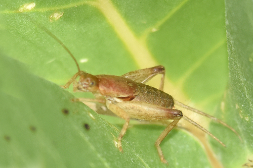 Cycloptilum tornatilis · iNaturalist
