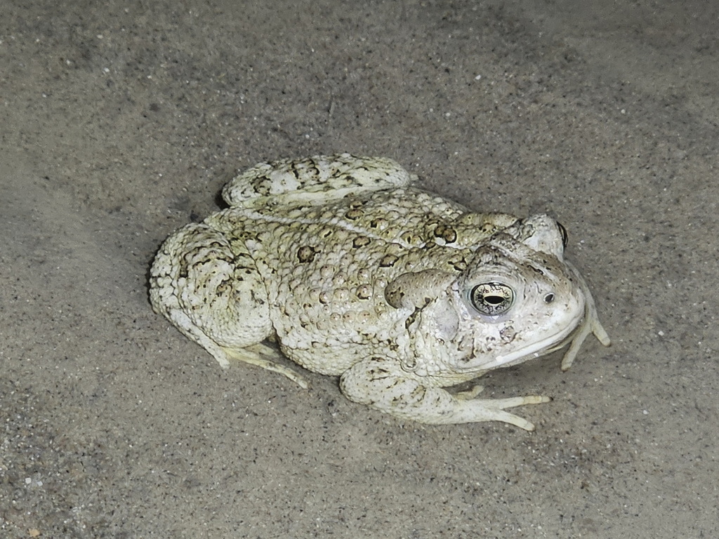 Woodhouse's Toad from Grand County, UT, USA on July 4, 2025 at 10:07 PM ...