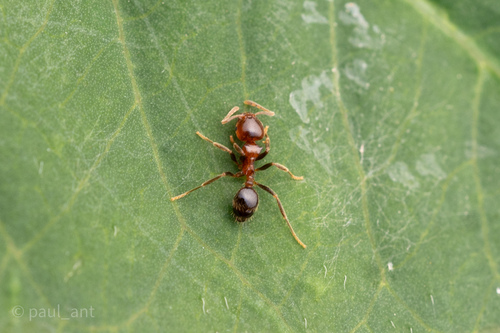 Complex Lophomyrmex quadrispinosus · iNaturalist