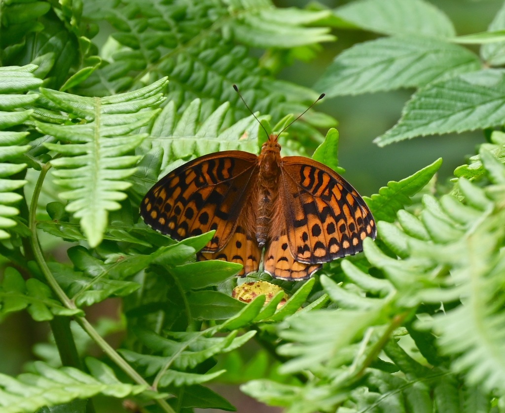 Aphrodite Fritillary from Monroe County, PA, USA on July 8, 2025 at 01: ...