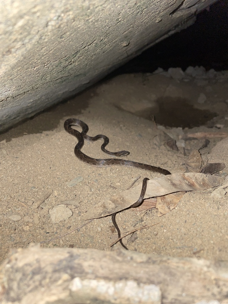 Ashmead's Banded Cat-eyed Snake from Tobago, Trinidad and Tobago, TT on ...