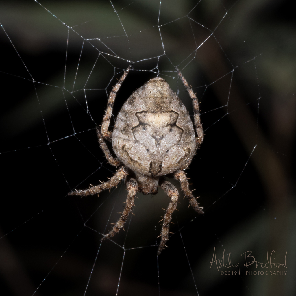 Humpbacked Orbweaver (Emerald Coast Spiders) · iNaturalist