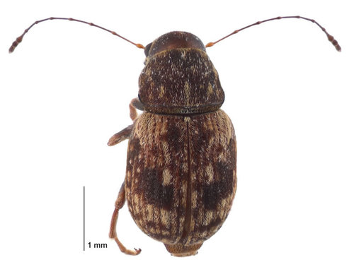 Genus Cerius · iNaturalist