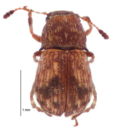 Eugonissus conulus · iNaturalist United Kingdom