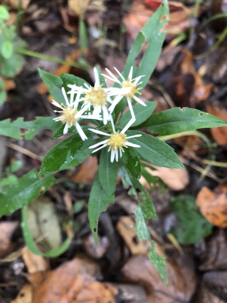 calico aster from Weldon Spring Wildlife Area, Defiance, MO, US on ...