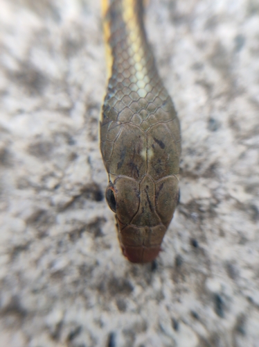 Common Bronzeback Tree Snake (Dendrelaphis tristis) - Snakes and Lizards