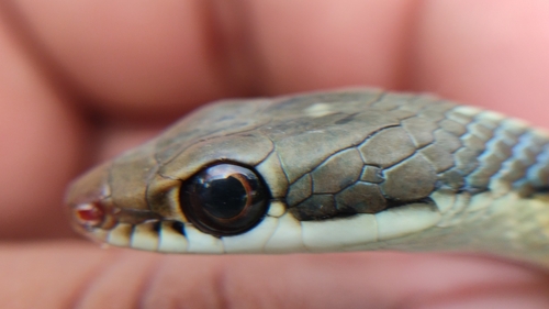 Common Bronzeback Tree Snake (Dendrelaphis tristis) - Snakes and Lizards
