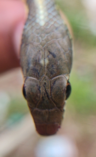 Common Bronzeback Tree Snake (Dendrelaphis tristis) - Snakes and Lizards