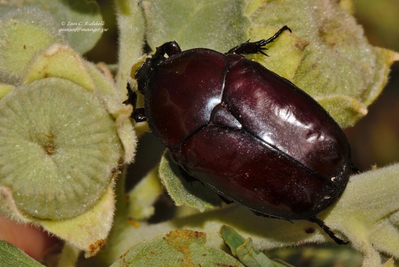 Large Black Nest Chafer (Cetoniinae of Africa) · BioDiversity4All