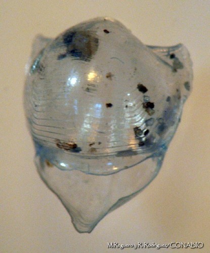 Cavolinia longirostris · iNaturalist