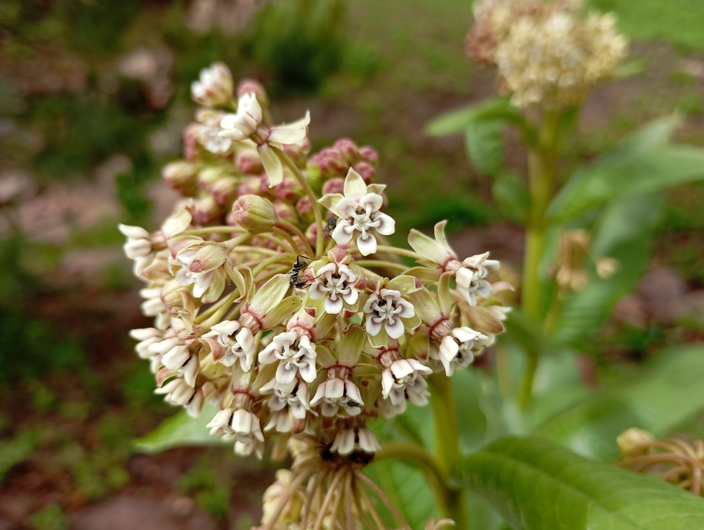Asclepias notha from 34975 Dgo., México on July 1, 2025 at 04:35 PM by ...
