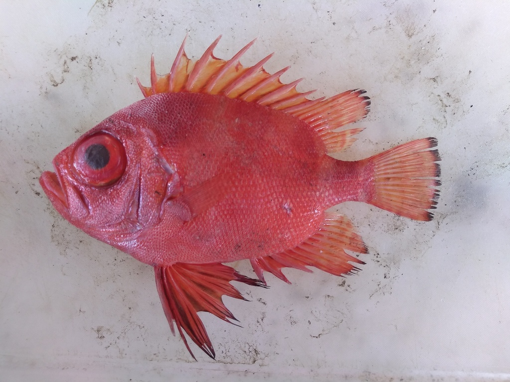 Bigeyes (Priacanthidae) - Marine Life Identification