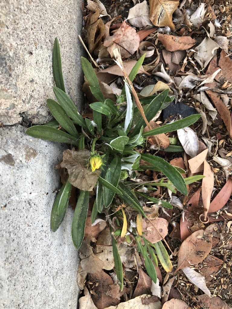 Treasure Flowers from A St, Encinitas, CA, US on October 06, 2019 at 06 ...