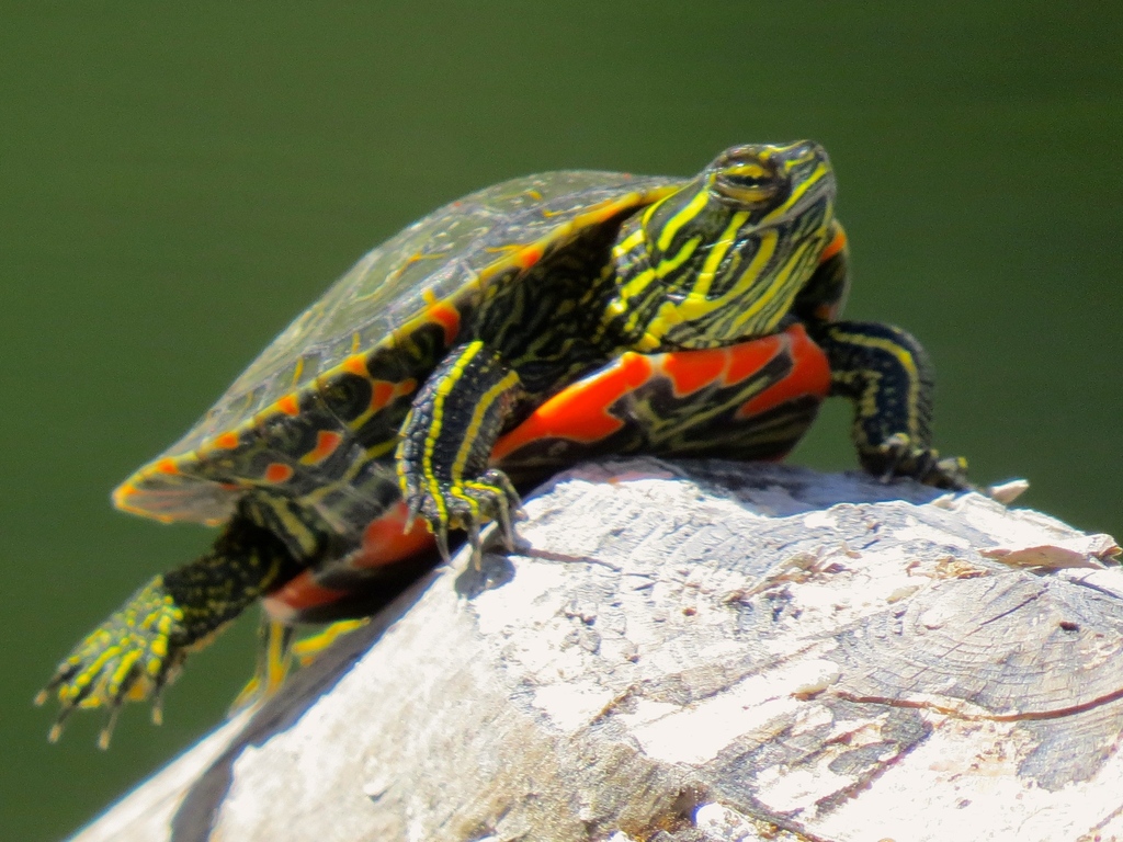 Western Painted Turtle (Common Flora & Fauna of Turnbull National ...