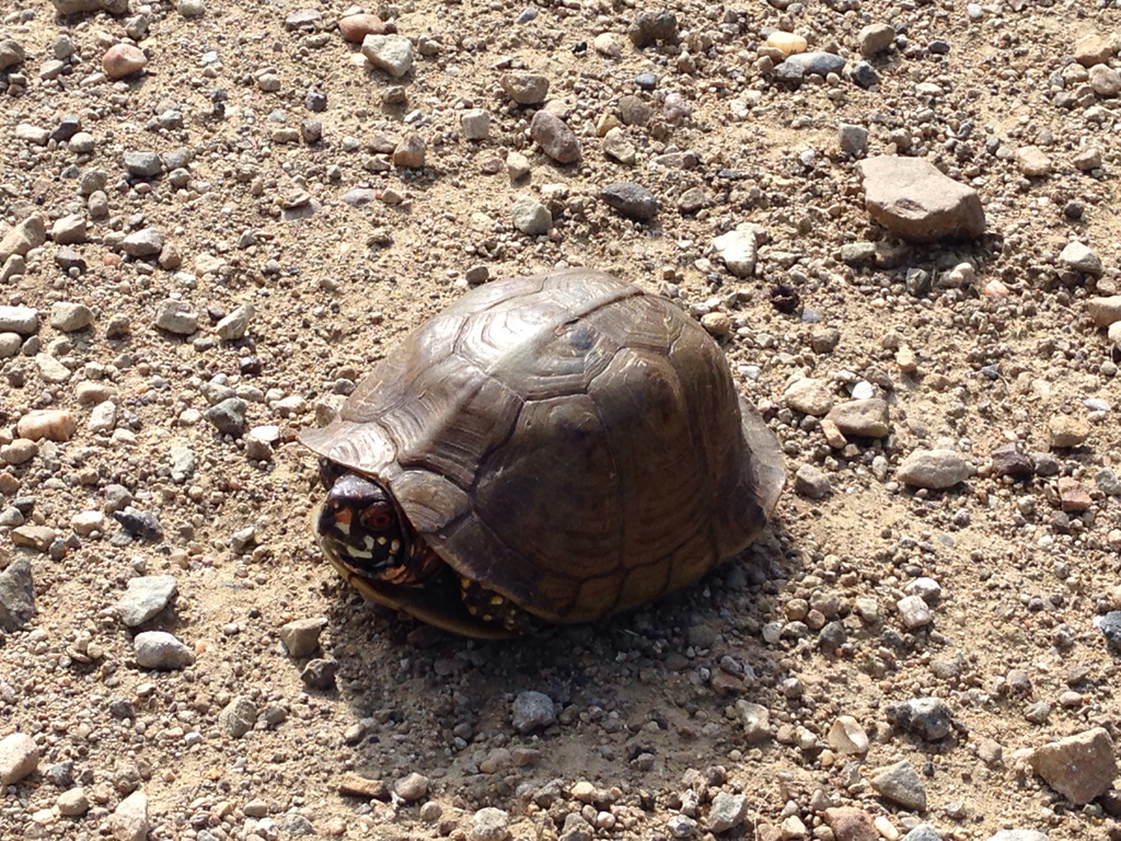 Three-toed Box Turtle in October 2016 by RJ Taylor · iNaturalist