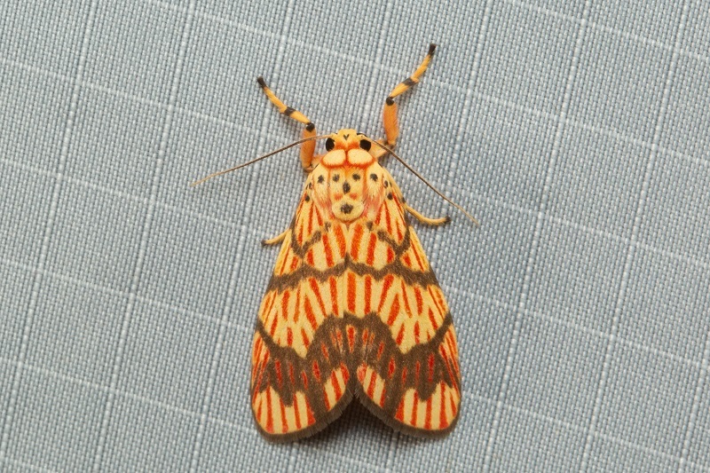 Barsine perlucidula from Kinabalu Park, 89300 Kota Kinabalu, Sabah ...