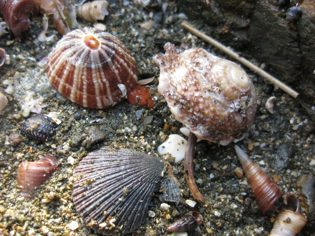 Circular Saw Shell from Wellington, New Zealand on October 07, 2019 at ...