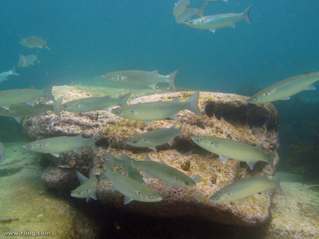 Sand Mullet (Myxus elongatus) - Marine Life Identification