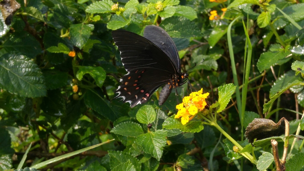 Pink-spotted Swallowtail from Centro Monterrey, N.L. on October 19 ...