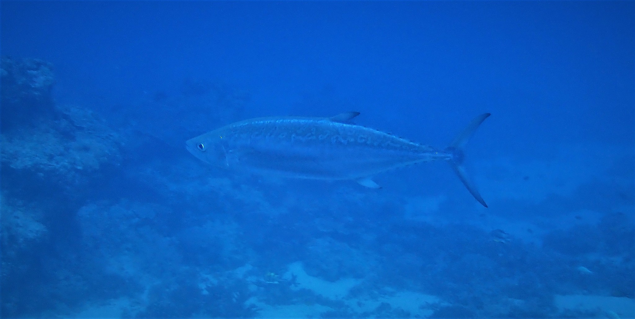 Grammatorcynus bicarinatus (Quoy & Gaimard, 1825)