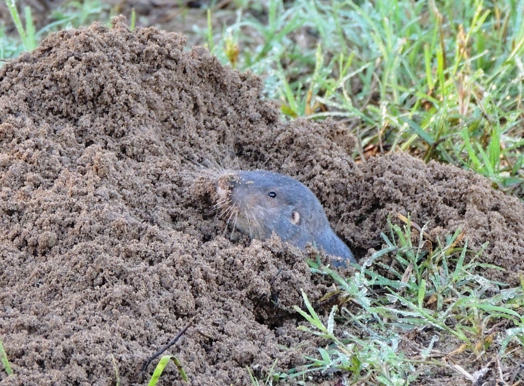 Baird’s Pocket Gopher (Mammals of Texas) · iNaturalist Mexico
