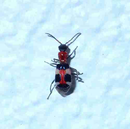 Genus Intybia · iNaturalist