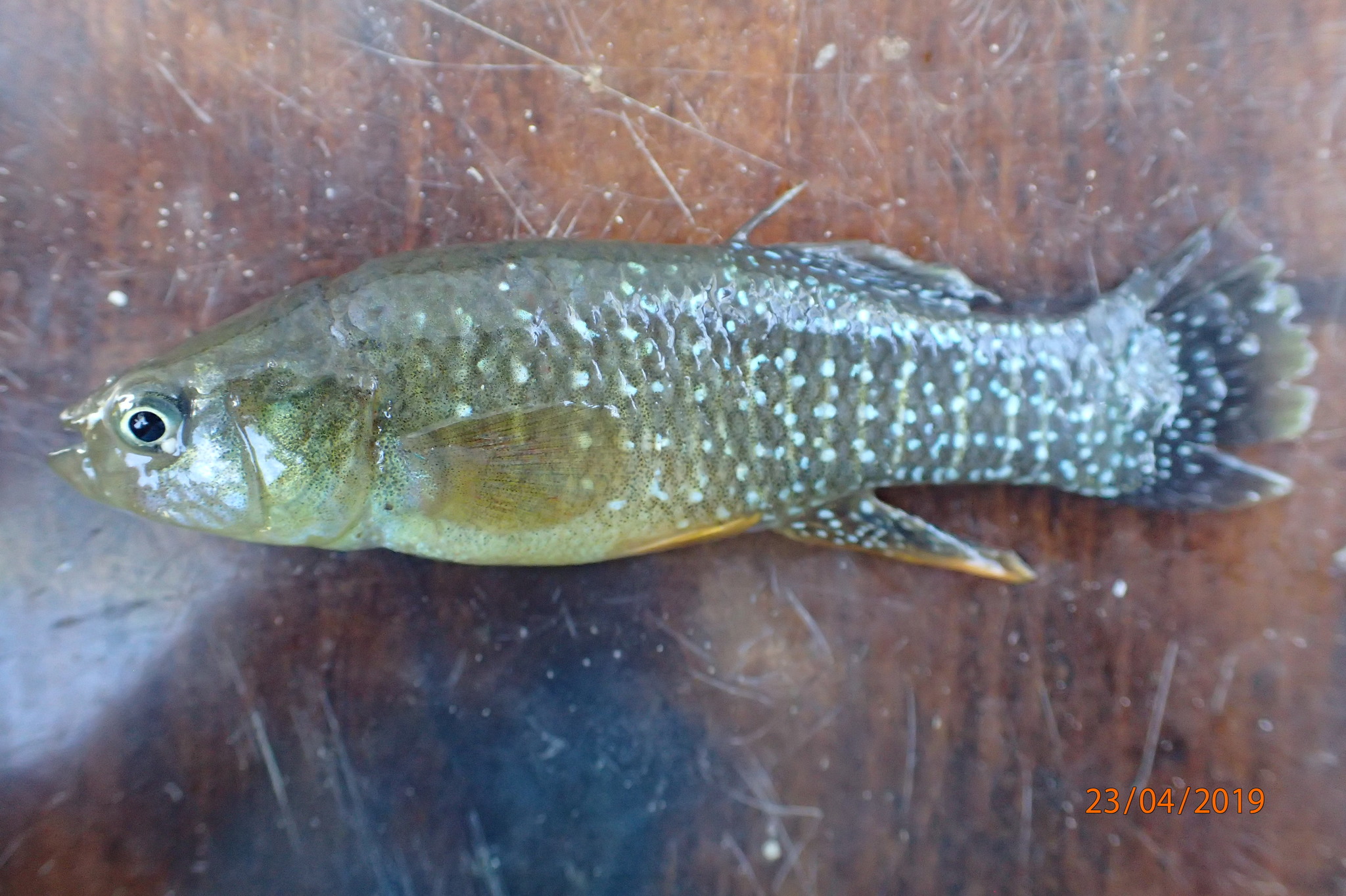 Fundulus Heteroclitus