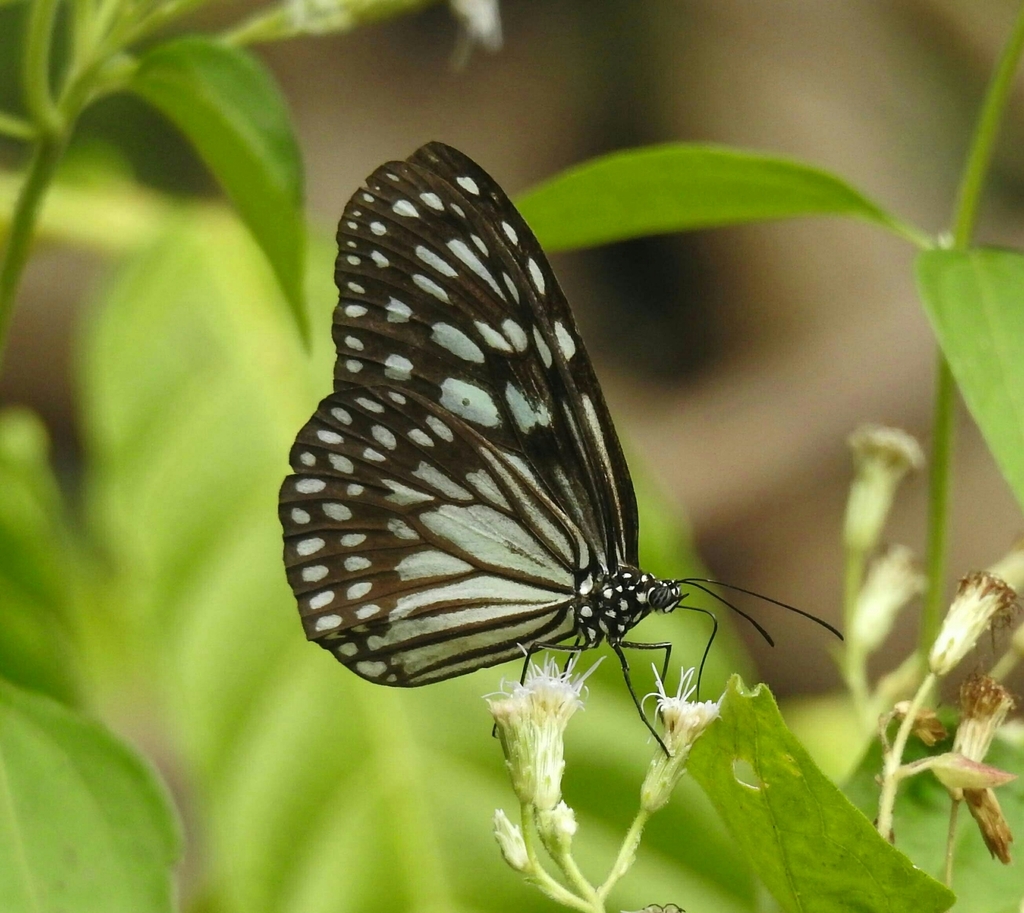 Ceylon Blue Glassy Tiger from Andaman and Nicobar Islands 744302, India ...