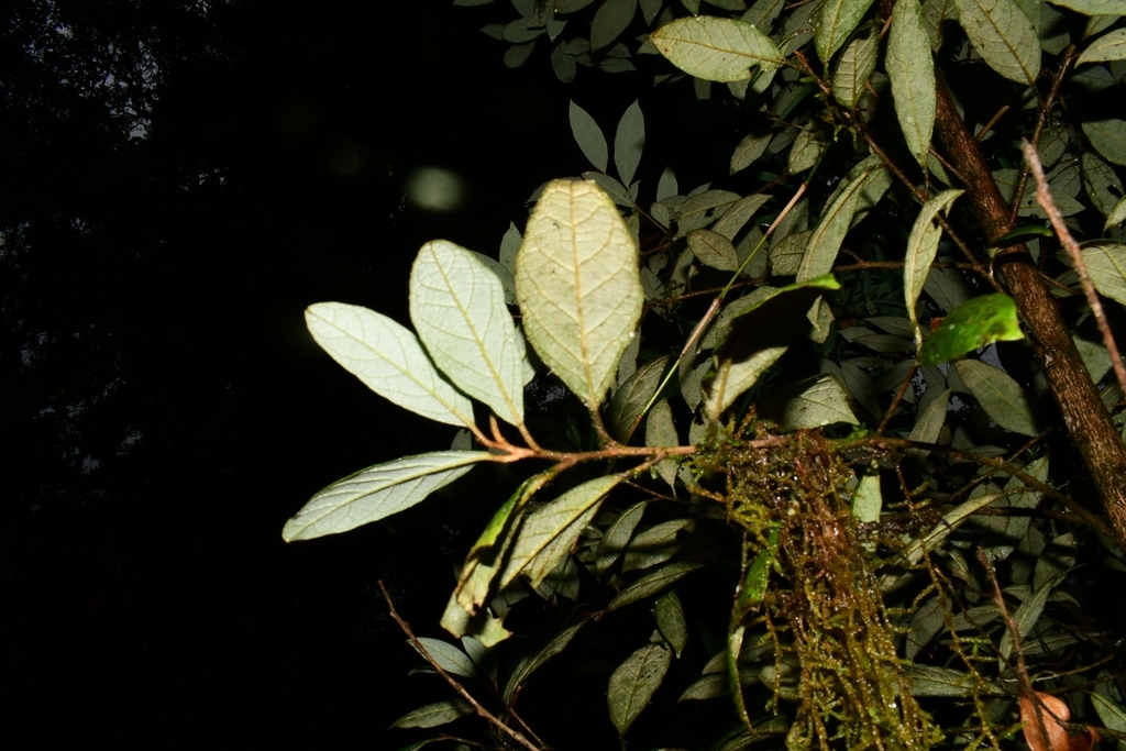 Styrax argenteus in July 2025 by Joey Santore. Elevation 9200' (2800 m ...