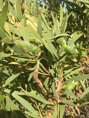 Acacia xanthina · iNaturalist