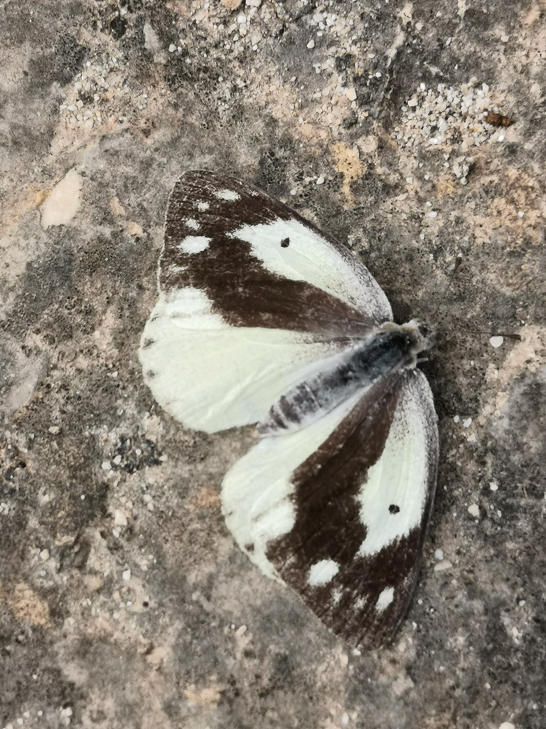 Teracolus eris contractus from Dafár, Omán on October 07, 2019 at 10:42 ...