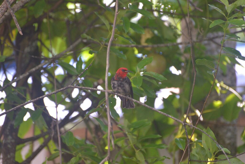 (Myzomela cardinalis cardinalis) - Avian Discovery