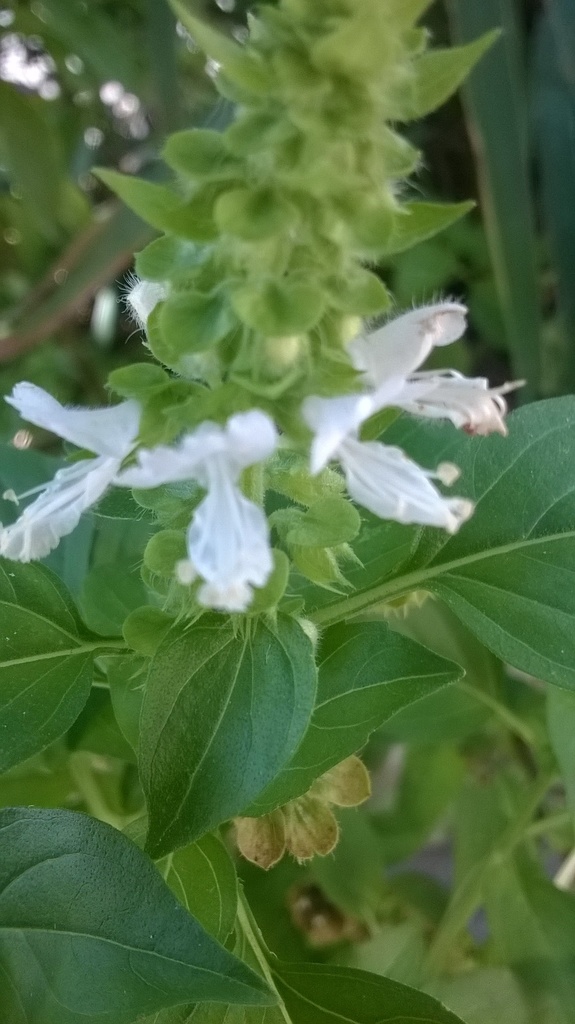 Albahaca blanca (Plantas medicinales de Otilpan) · NaturaLista Mexico