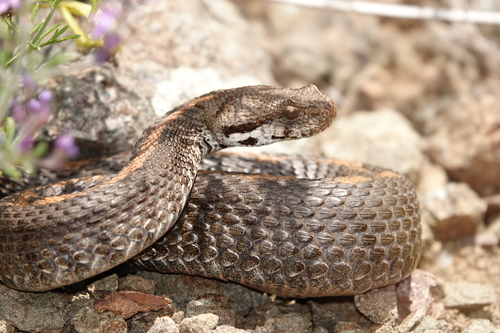 Armenian Viper (Montivipera raddei) - Snakes and Lizards