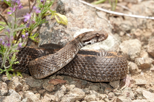 Armenian Viper (Montivipera raddei) - Snakes and Lizards