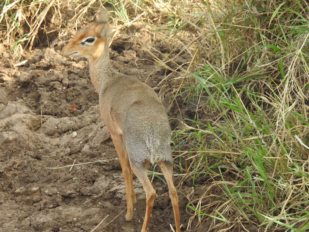 Kirk's Dik-dik (Madoqua kirkii) - Know Your Mammals