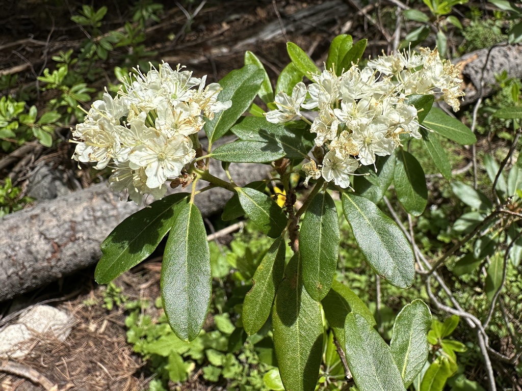 Mountain Labrador Tea from Okanogan - Wenatchee National Forest, Loomis ...