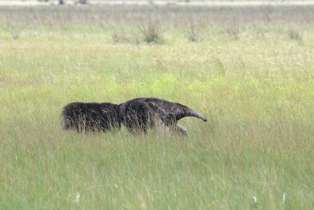 Giant Anteater in May 2025 by Noah Strycker · iNaturalist