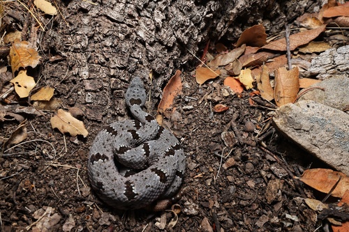 Rock Rattlesnake (Crotalus lepidus) - Snakes and Lizards