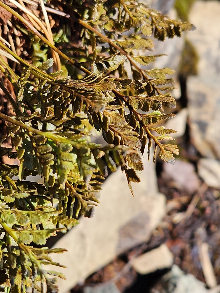 American parsley fern from West Glacier, MT 59936, USA on June 30, 2025 ...