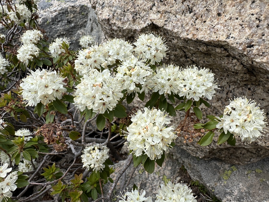 Mountain Labrador Tea from Okanogan - Wenatchee National Forest, Loomis ...