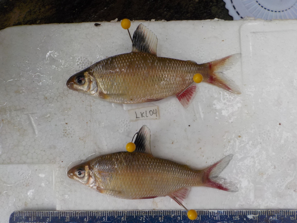 red-finned distichodus from Territoire de Lukula, Democratic Republic ...