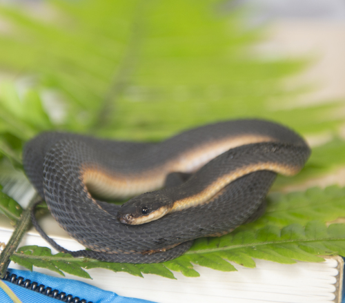 Shadow Snakes (Synophis) - Snakes and Lizards
